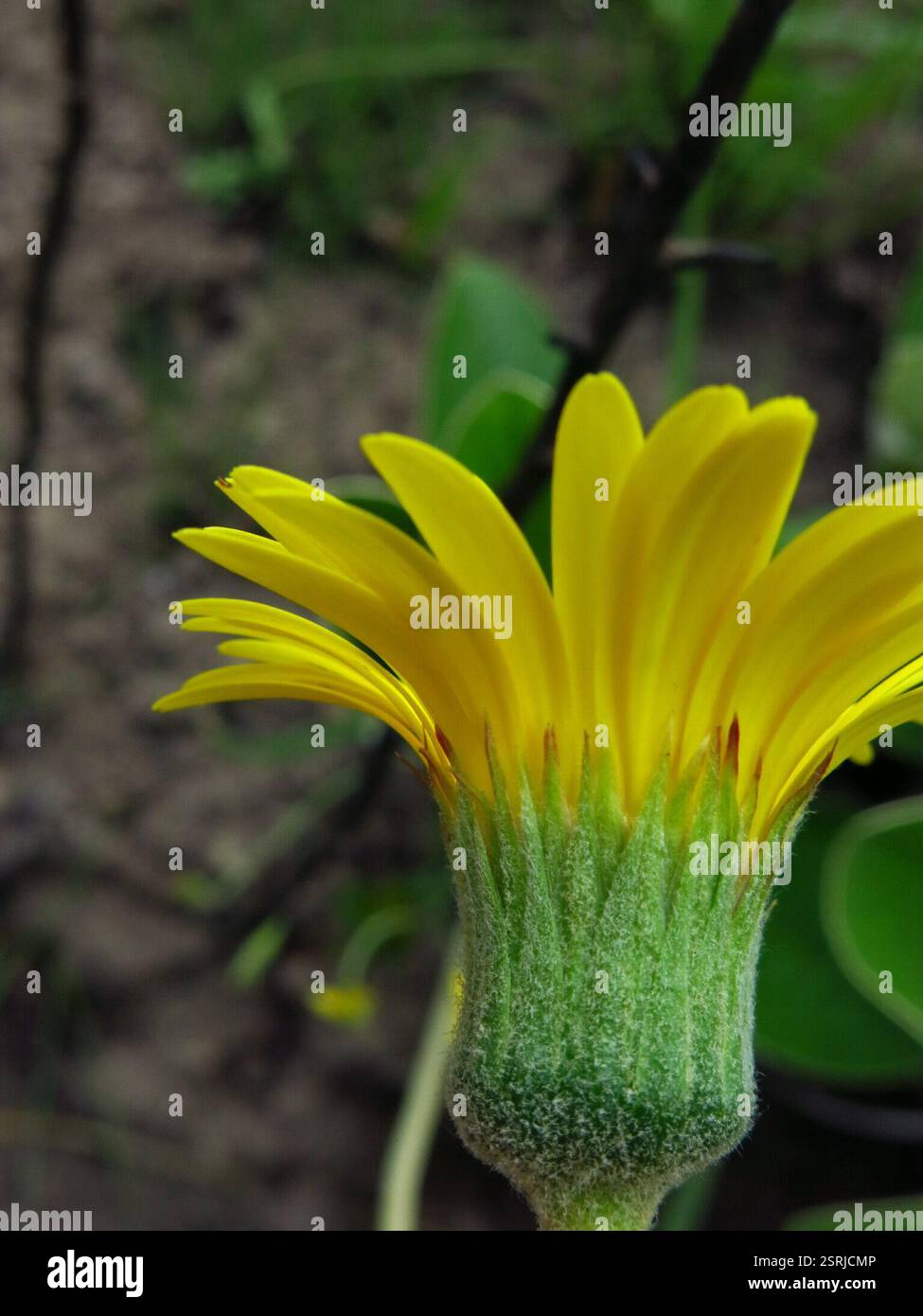 Butter Gerbera (Gerbera ambigua), Plantae, uThukela District ...