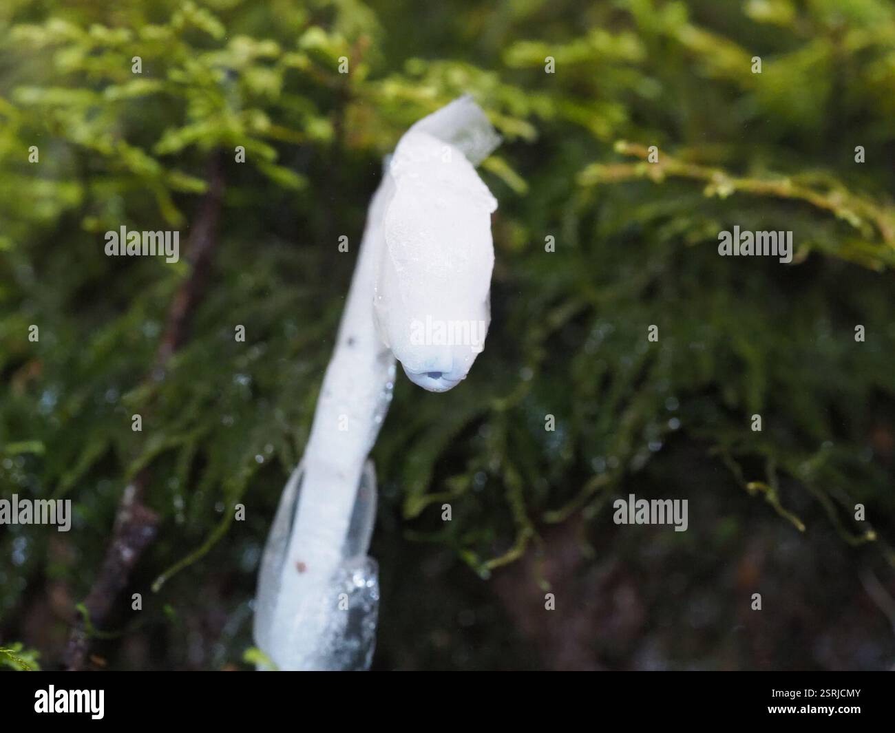 Convulsion Root (Monotropastrum humile), Plantae, 台灣桃園市 Stock Photo - Alamy