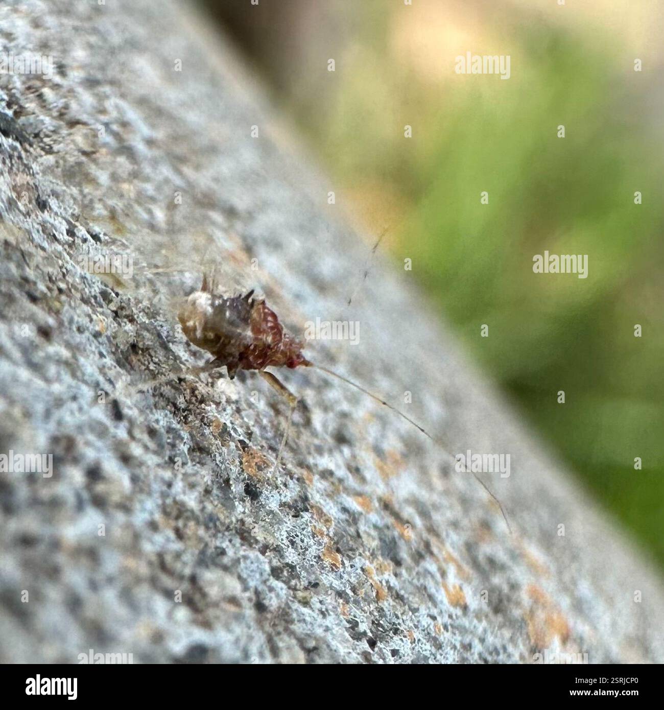 painted maple aphid (Drepanaphis acerifoliae), Insecta, Kentucky, US ...