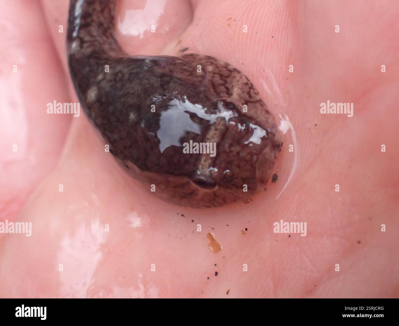 Northern Clingfish (Gobiesox maeandricus), Actinopterygii, Capital, BC ...