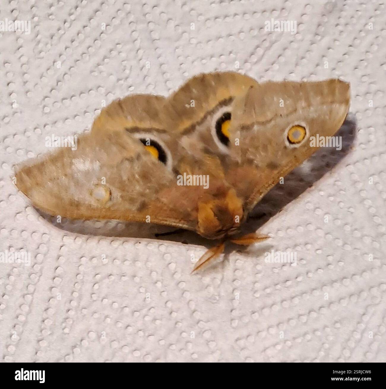 Pine Emperor (Nudaurelia cytherea), Insecta, Betty's Bay, 7141, South ...