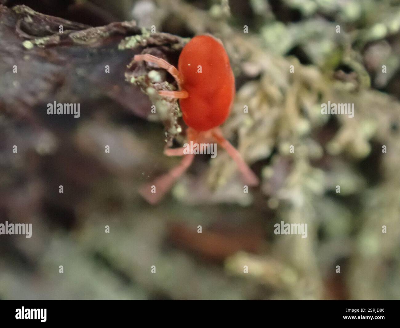 Sumo Mites (Allothrombium), Arachnida, Greater Vancouver, British ...