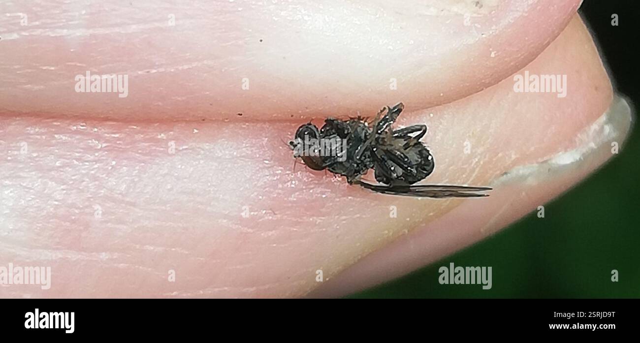 (Phortica), Insecta, Ballenstedt, Germany, Flying infront of my ears ...