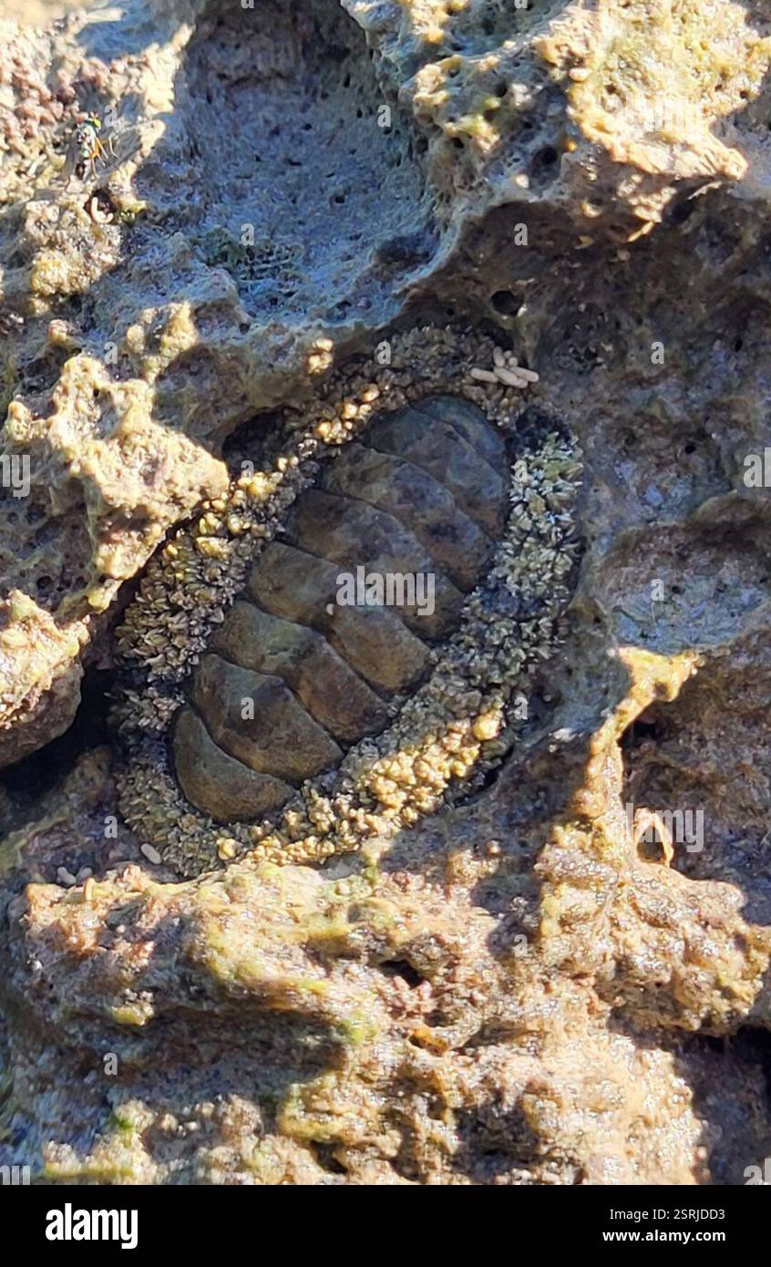 West Indian Fuzzy Chiton (Acanthopleura granulata), Mollusca, Marathon ...