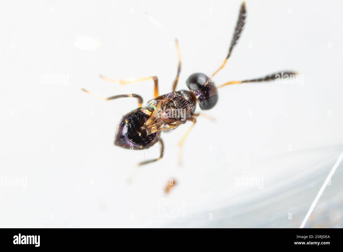 (Encyrtidae), Insecta, Green Cove Springs, FL 32043, USA Stock Photo ...