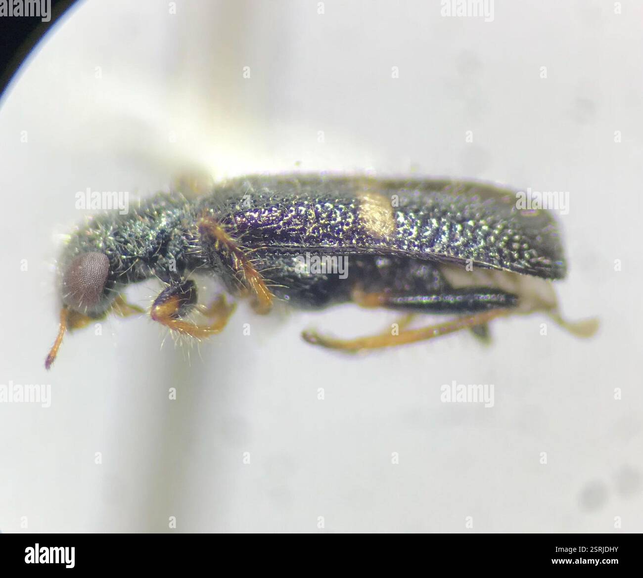 (Phyllobaenus), Insecta, Fremont, NE, US, 4mm Stock Photo - Alamy