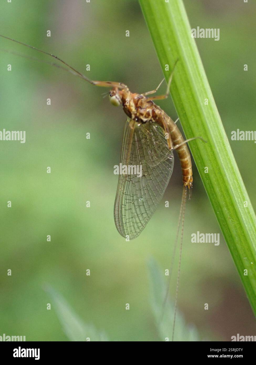 Mayflies (Ephemeroptera), Insecta, Edinburgh, UK Stock Photo - Alamy