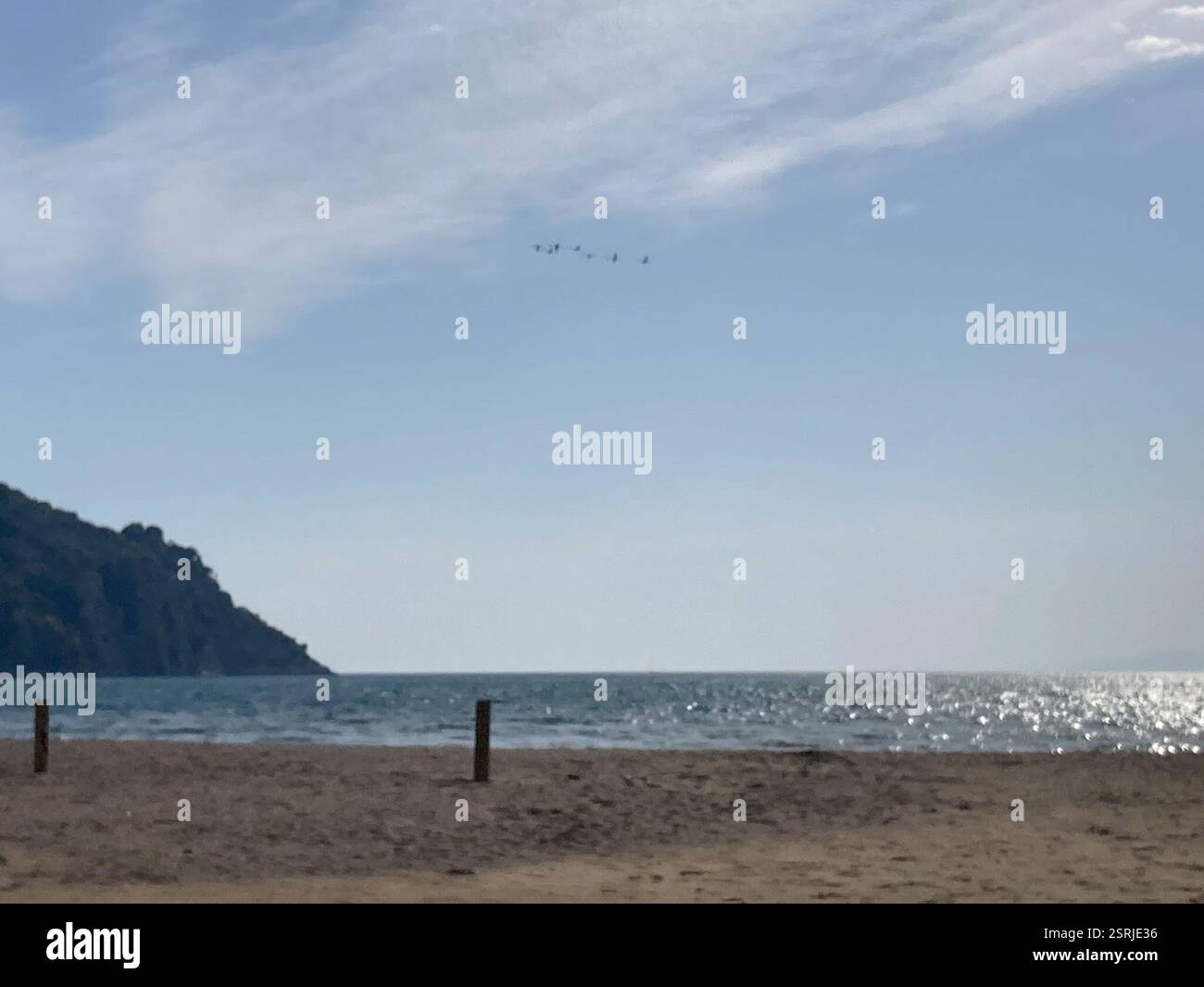Greater Flamingo (Phoenicopterus roseus), Aves, İztuzu Plajı, Ortaca ...