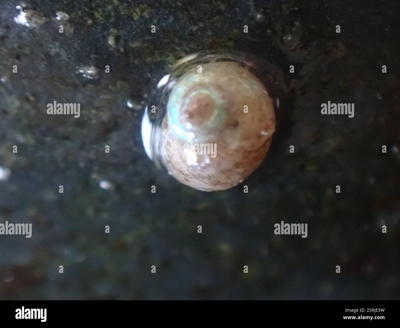 Puppet Margarite (Margarites pupillus), Mollusca, Capital, BC, Canada ...