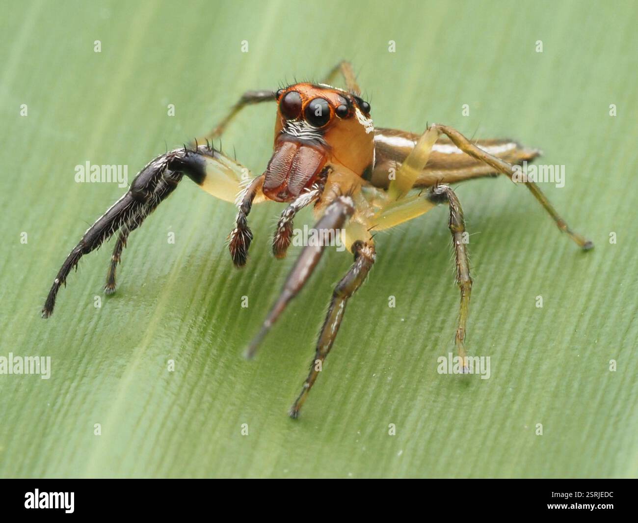 (Colonus), Arachnida, San Carlos, Panama, P32 Stock Photo - Alamy