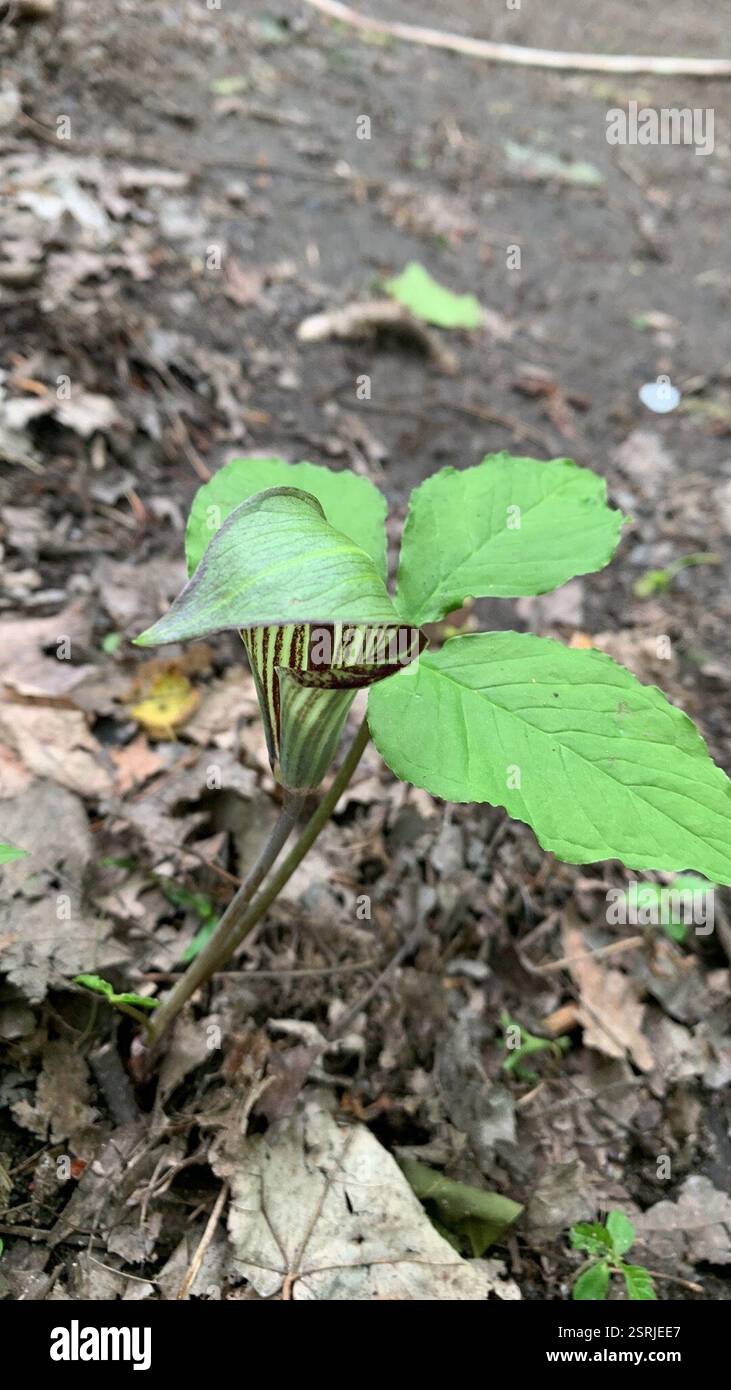 Jack-in-the-Pulpit (Arisaema triphyllum), Plantae, Conroy Pit, Ottawa ...