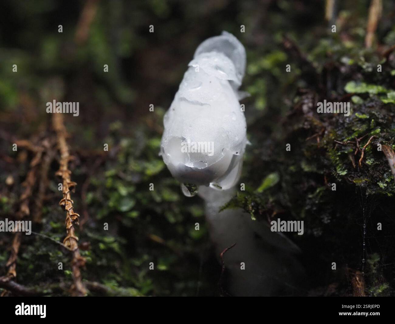 Convulsion Root (Monotropastrum humile), Plantae, 台灣新北市 Stock Photo - Alamy