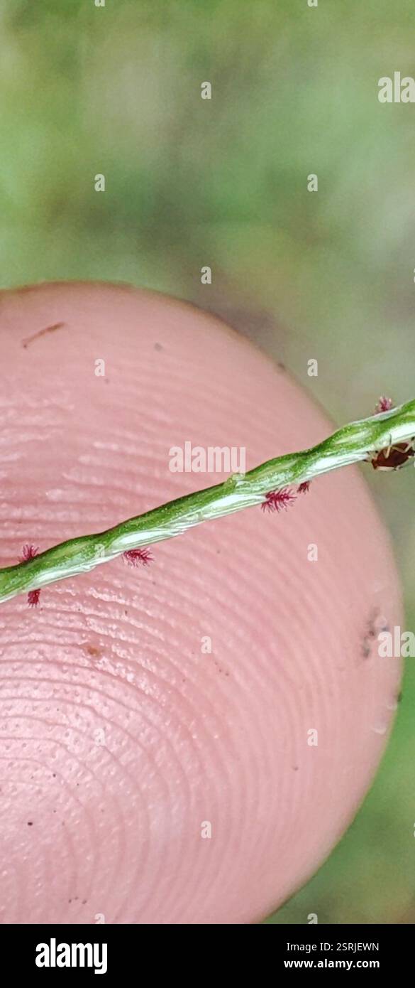 Hilograss (Paspalum conjugatum), Plantae, British Indian Ocean ...