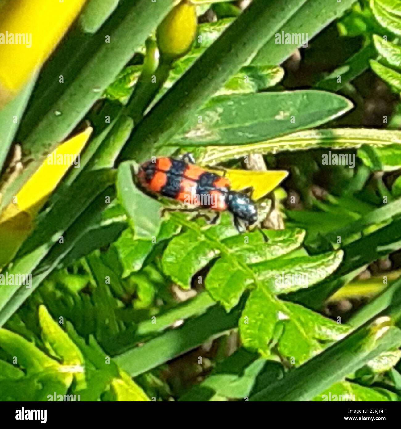 (Trichodes alvearius), Insecta, Città metropolitana di Roma Capitale ...