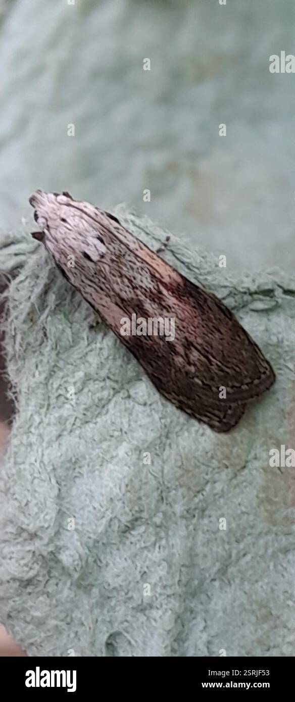 Bee Moth (Aphomia sociella), Insecta, Liverpool L14, UK Stock Photo - Alamy