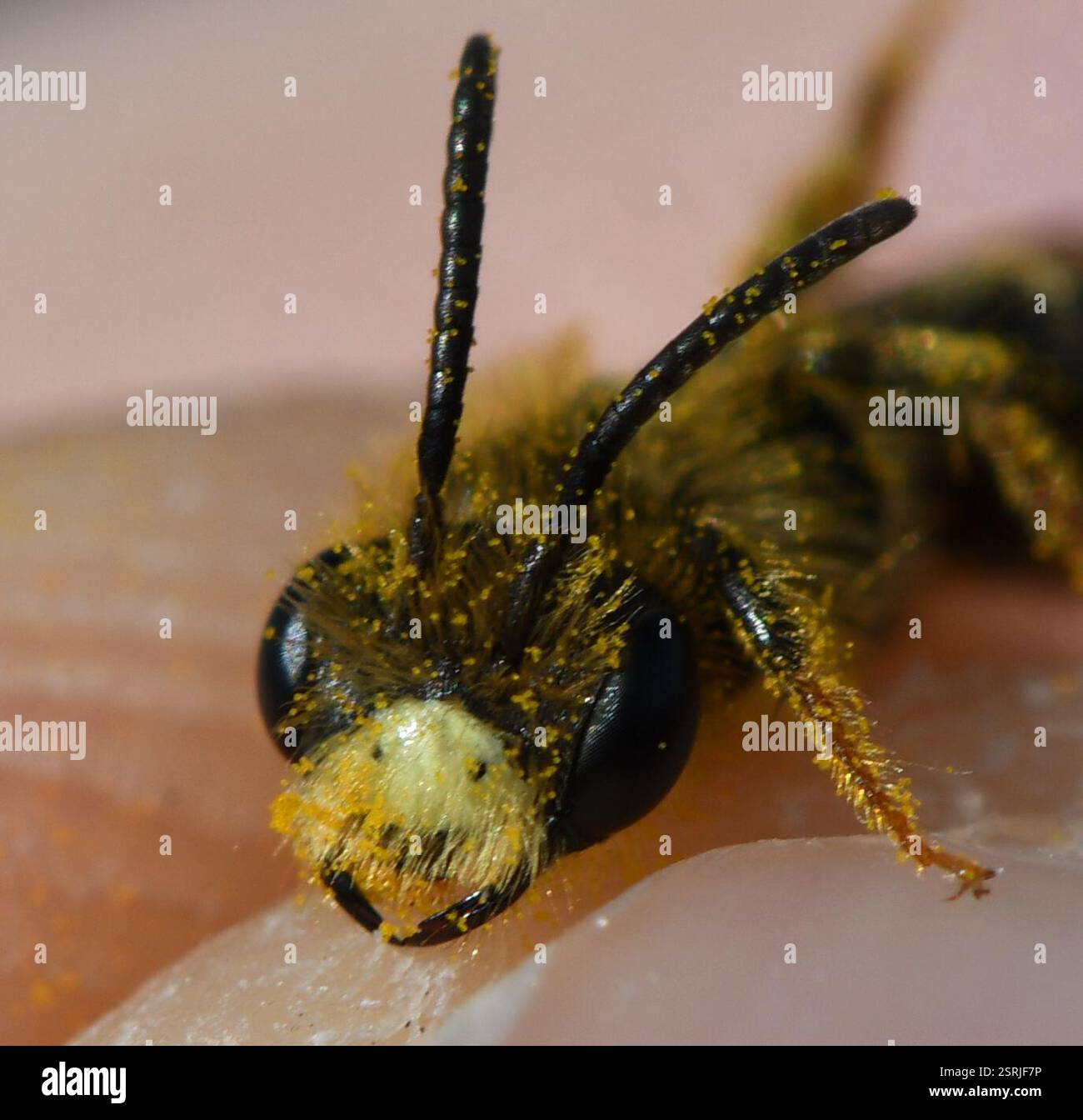 Mining Bees (Andrena), Insecta, 8220 Brabrand, Danmark, Tried with ...