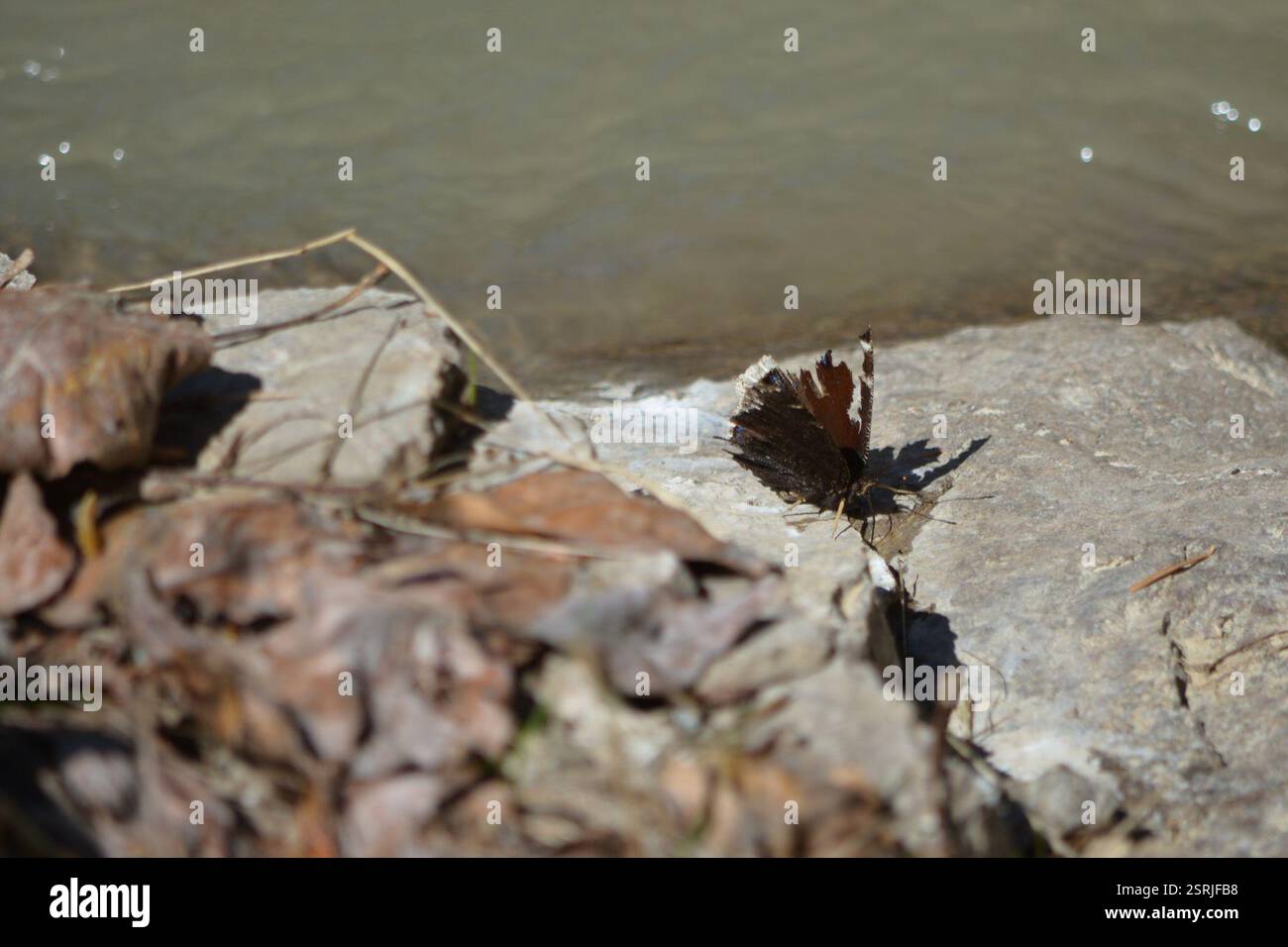 Mourning Cloak (Nymphalis antiopa), Insecta, Coalmont Rd, Okanagan ...