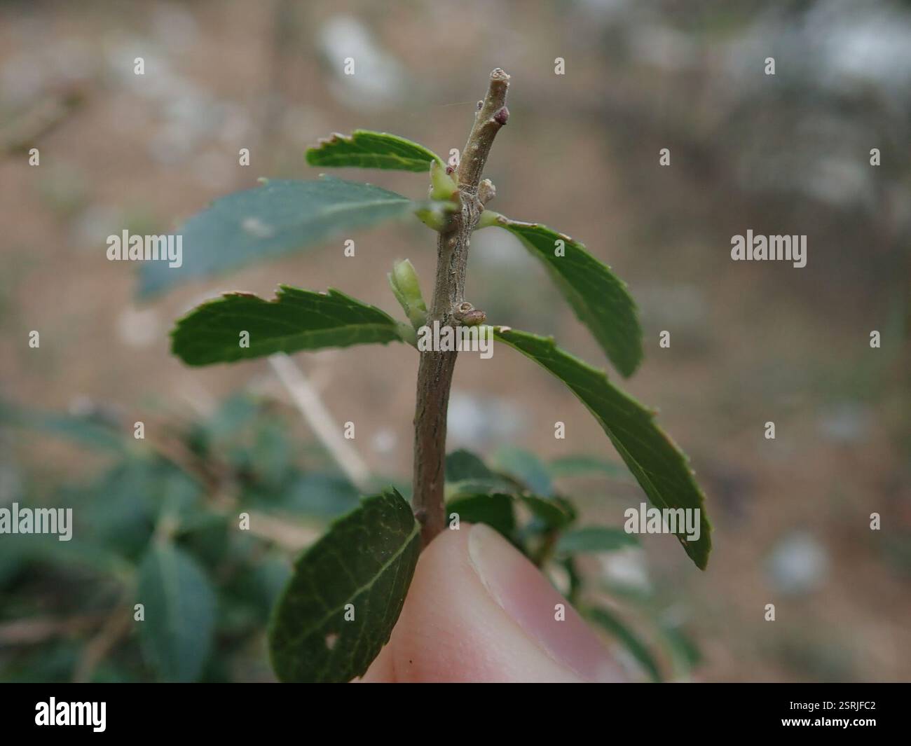 Green Olive Tree (Phillyrea latifolia), Plantae, Babadag Cd., Fethiye ...