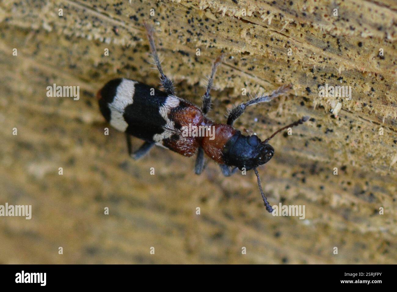 European Red-bellied Clerid (Thanasimus formicarius), Insecta, 5080 ...