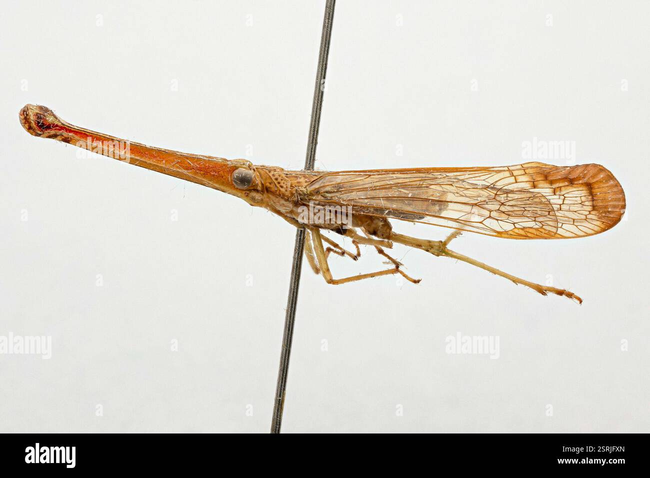 (Lappida), Insecta, Tambopata, Peru, Photographs taken by Solomon ...