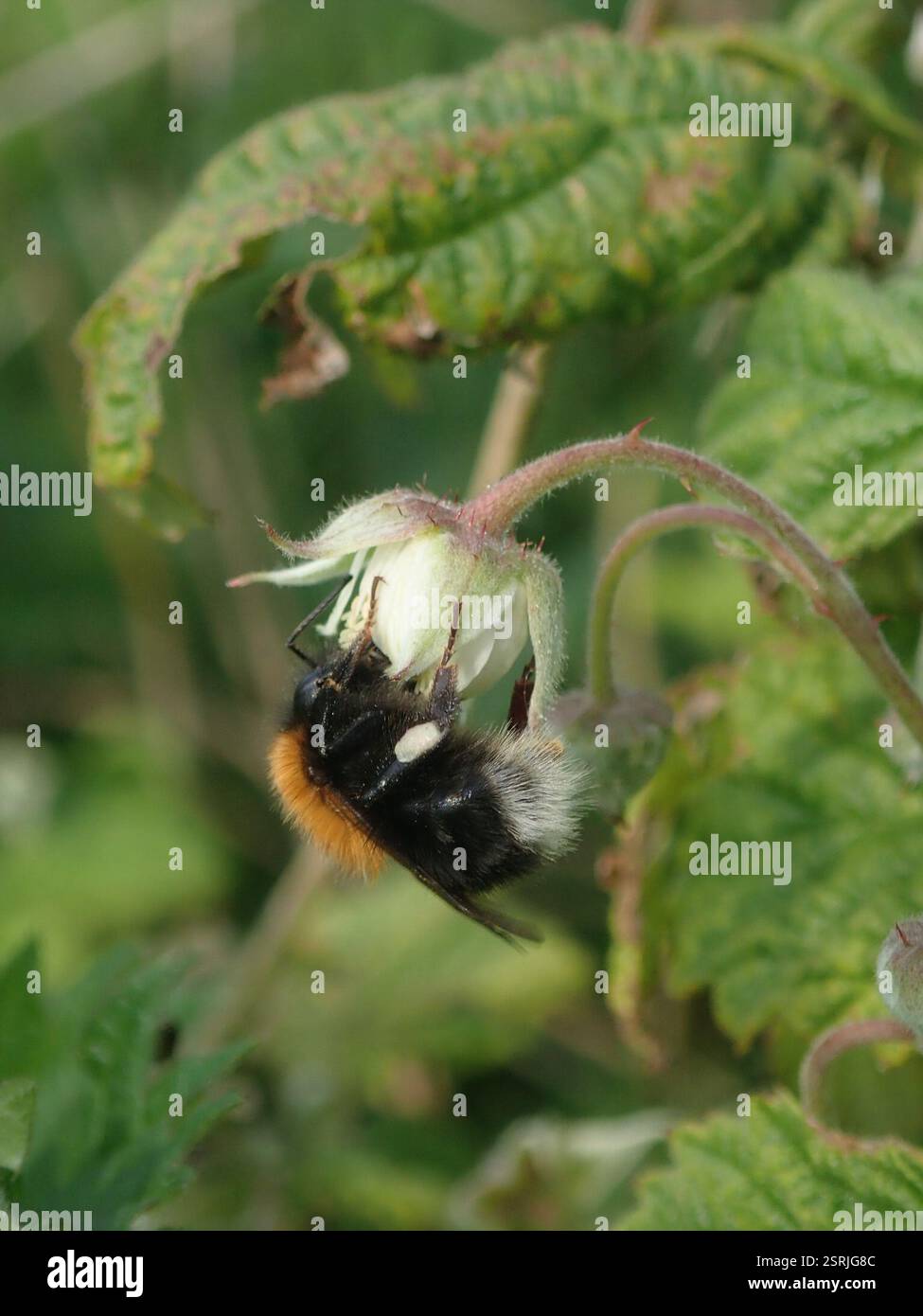 Tree Bumble Bee (Bombus hypnorum), Insecta, Old Kilpatrick, UK Stock ...