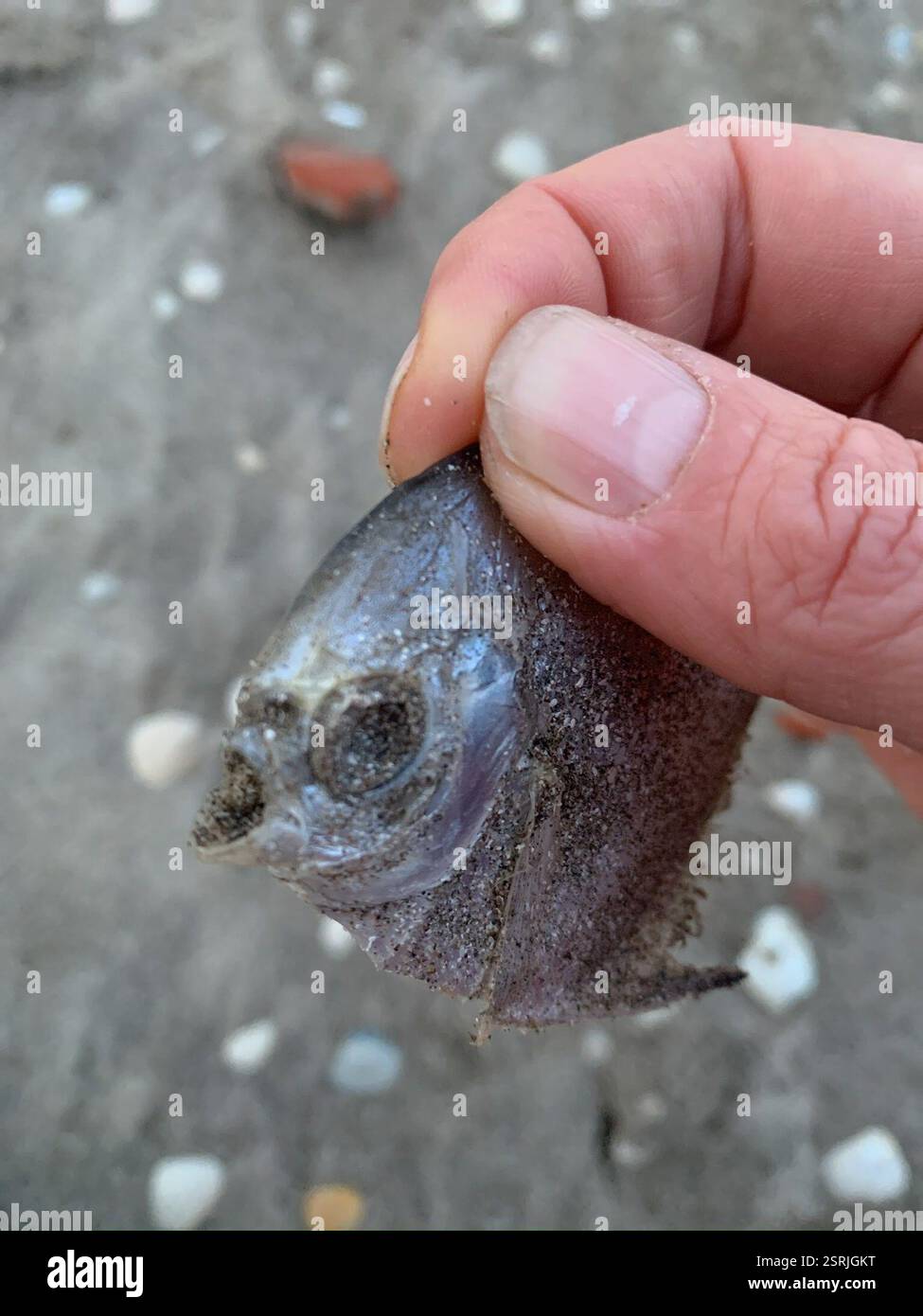 (Peprilus), Actinopterygii, Playa, Mar del Tuyú, Buenos Aires, AR Stock ...