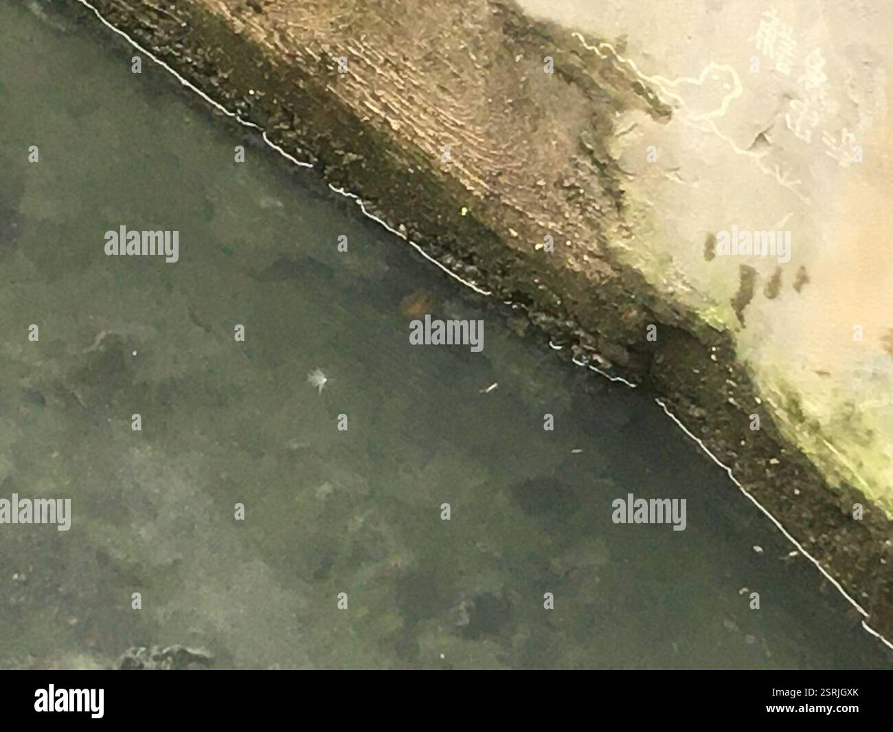 Asian Swamp Eel (Monopterus albus), Actinopterygii, 中山北路二段84巷, 中山區, TW ...