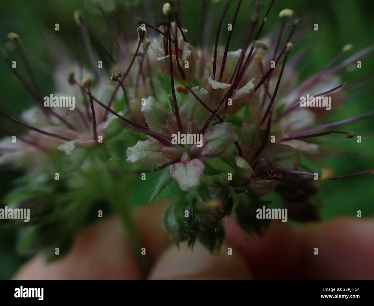 Pacific Waterleaf (Hydrophyllum tenuipes), Plantae, Capital, BC, Canada ...