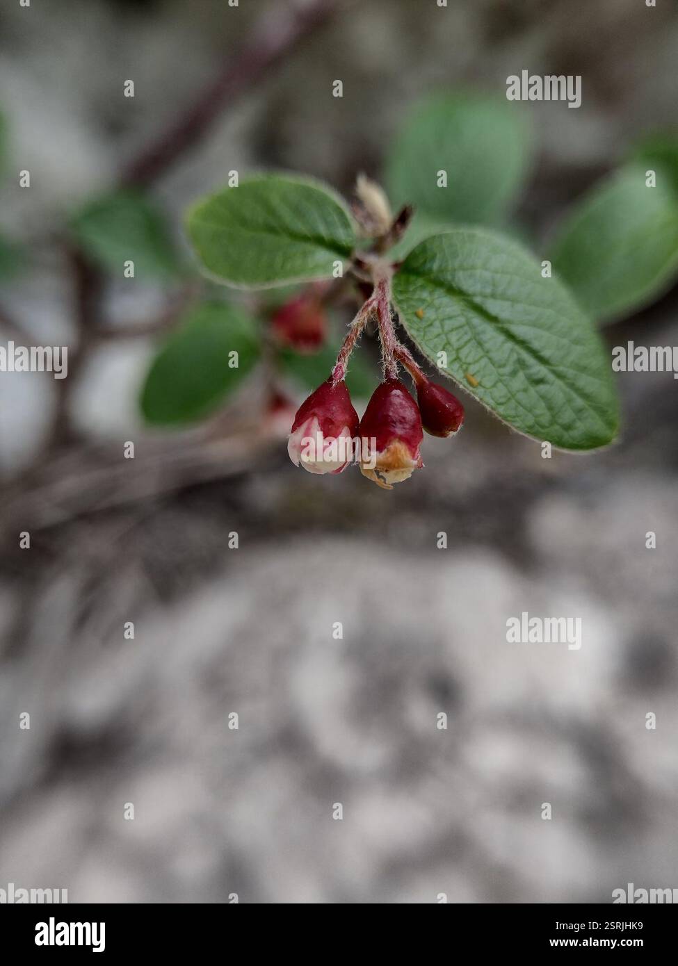 Common Cotoneaster (Cotoneaster integerrimus), Plantae, Powiat ...