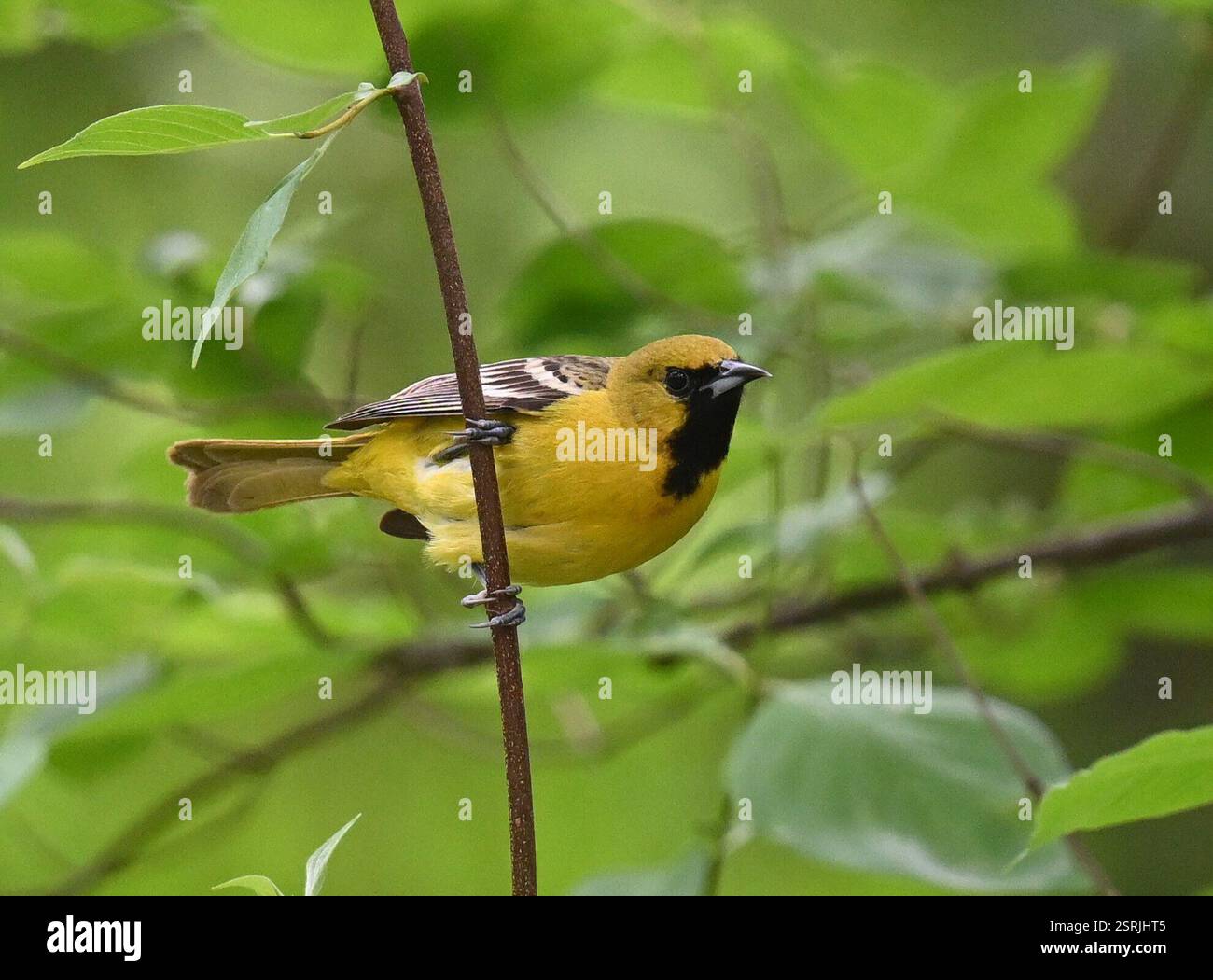 Orchard Oriole (Icterus spurius), Aves, Tower Grove Park, St. Louis, MO ...