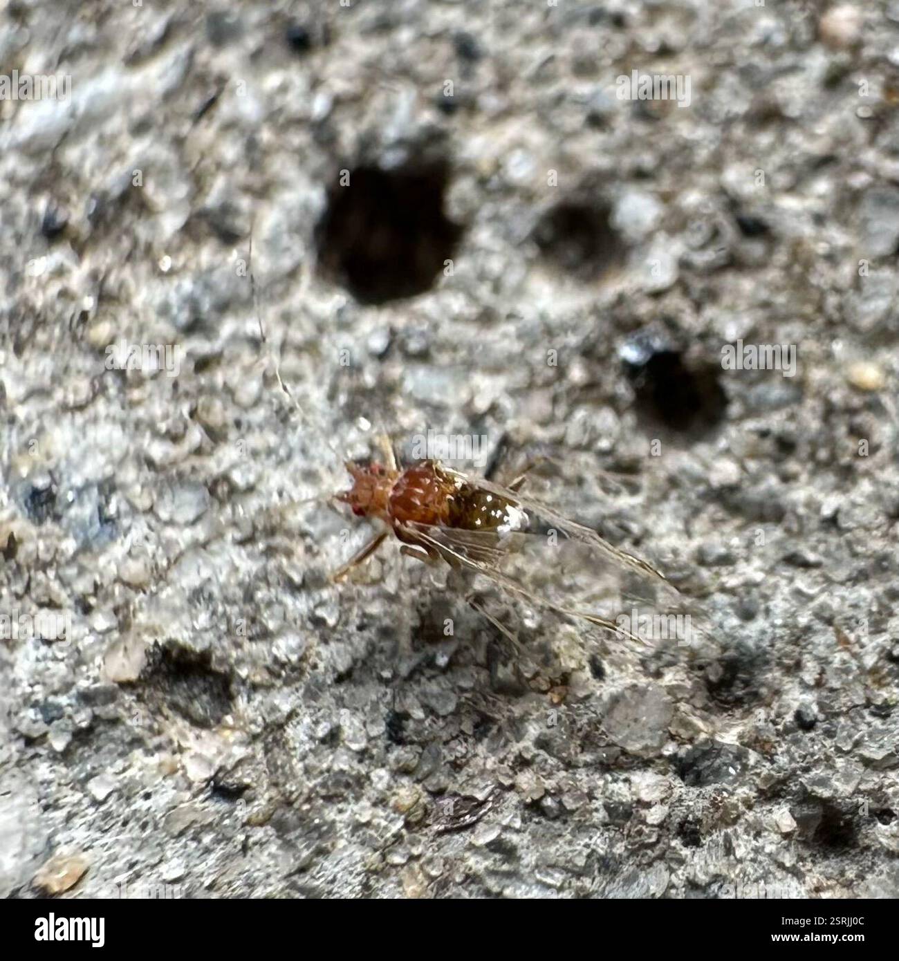 painted maple aphid (Drepanaphis acerifoliae), Insecta, Kentucky, US ...