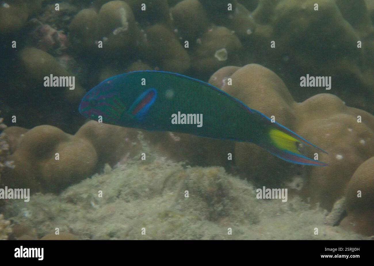 Moon Wrasse (Thalassoma lunare), Actinopterygii, Amphoe Kantang, Trang ...