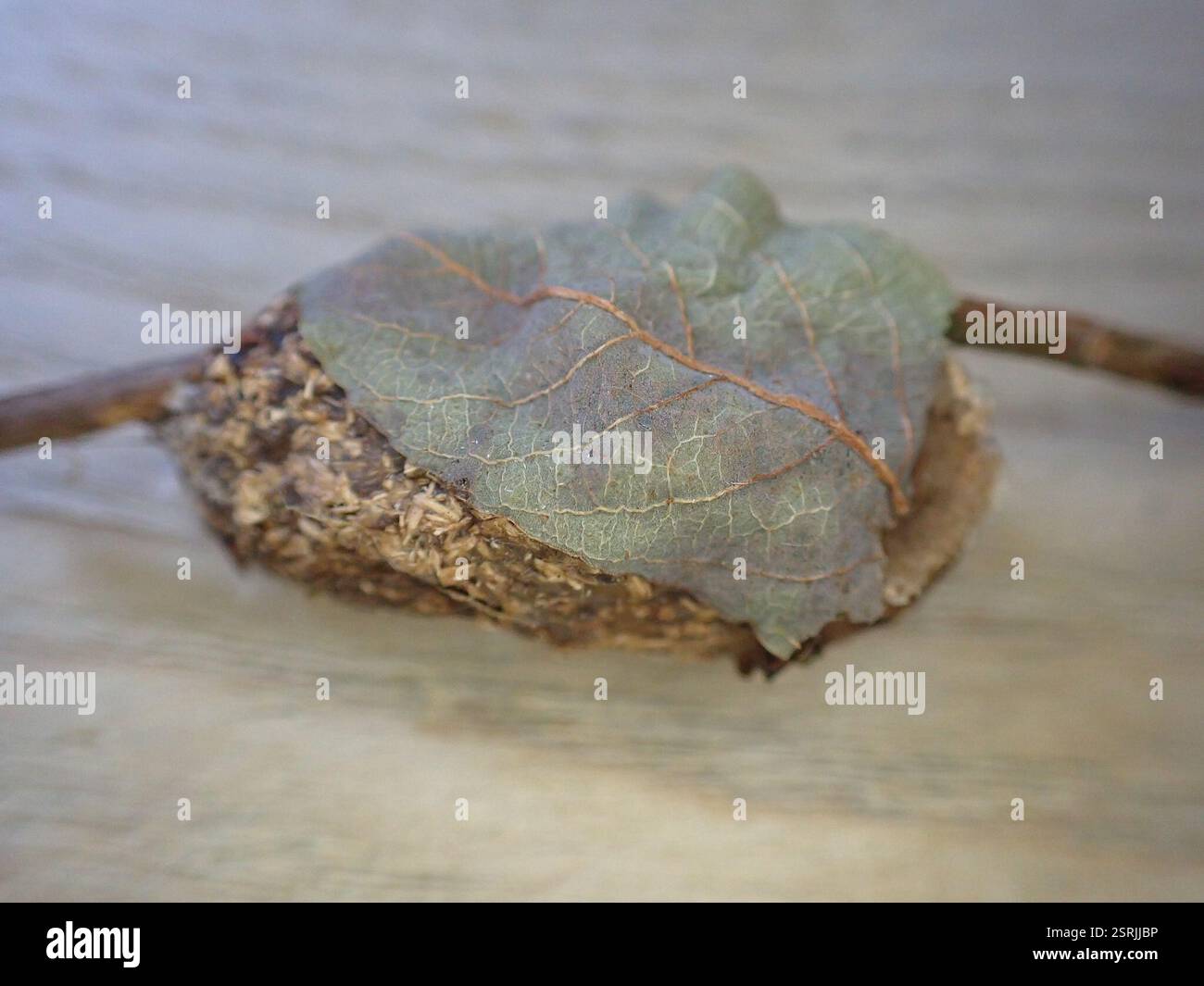 Puss Moth (Cerura vinula), Insecta, Holyhead Breakwater Park, Holyhead ...