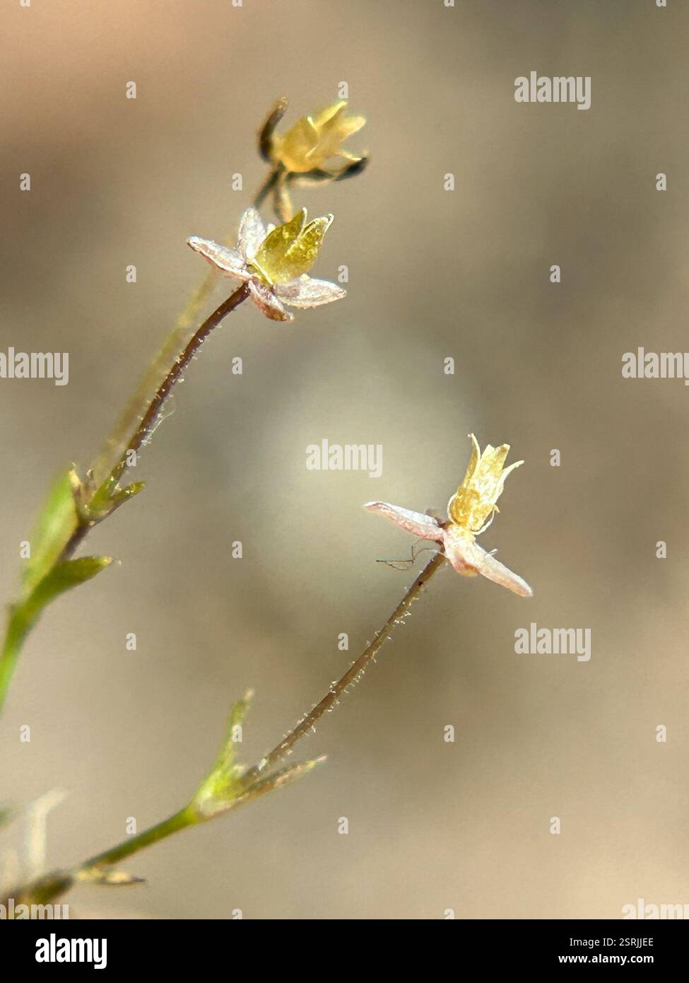 Annual Pearlwort (Sagina apetala), Plantae, Montaña de Oro State Park ...
