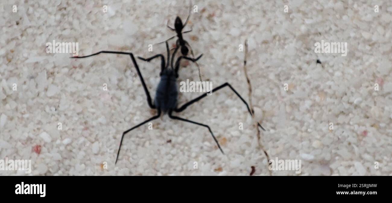 Sea Skaters (Halobates), Insecta, British Indian Ocean Territory Stock ...