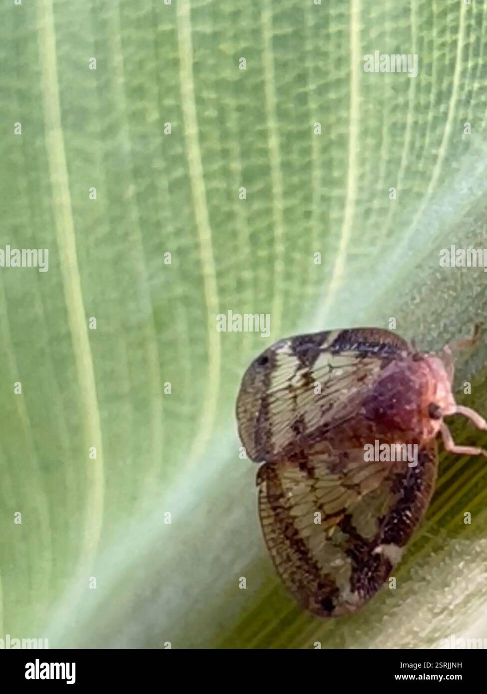 Passionvine hopper (Scolypopa australis), Insecta, Melbourne VIC ...