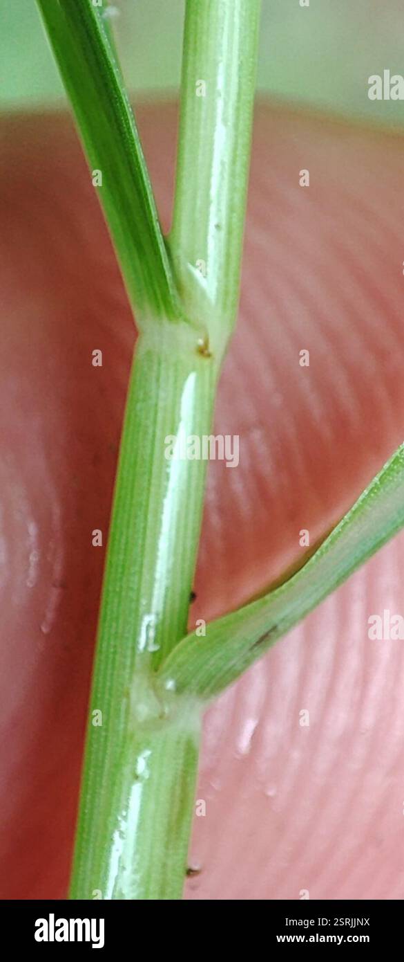 Hilograss (Paspalum conjugatum), Plantae, British Indian Ocean ...