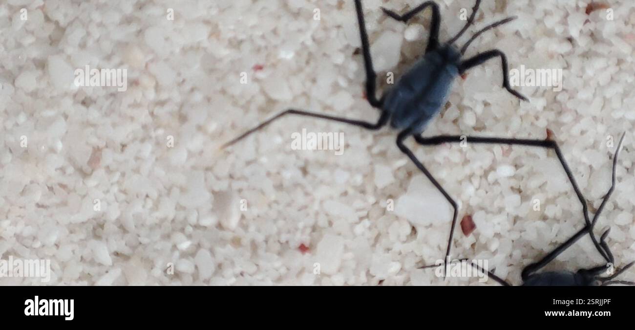 Sea Skaters (Halobates), Insecta, British Indian Ocean Territory Stock ...