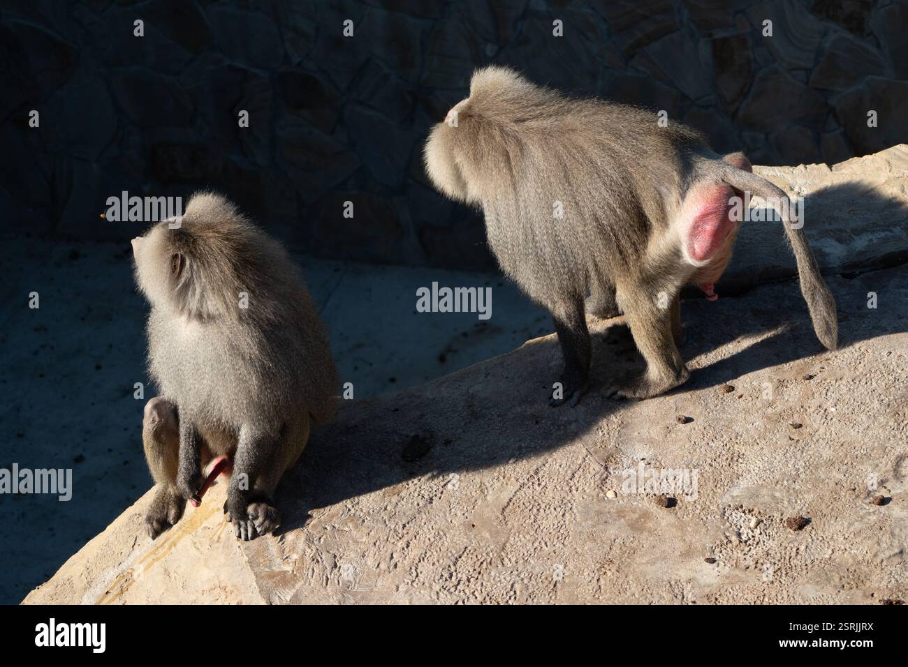 Baboon Monkeys Zoo Exhibit Enclosure Animal Stock Photo - Alamy