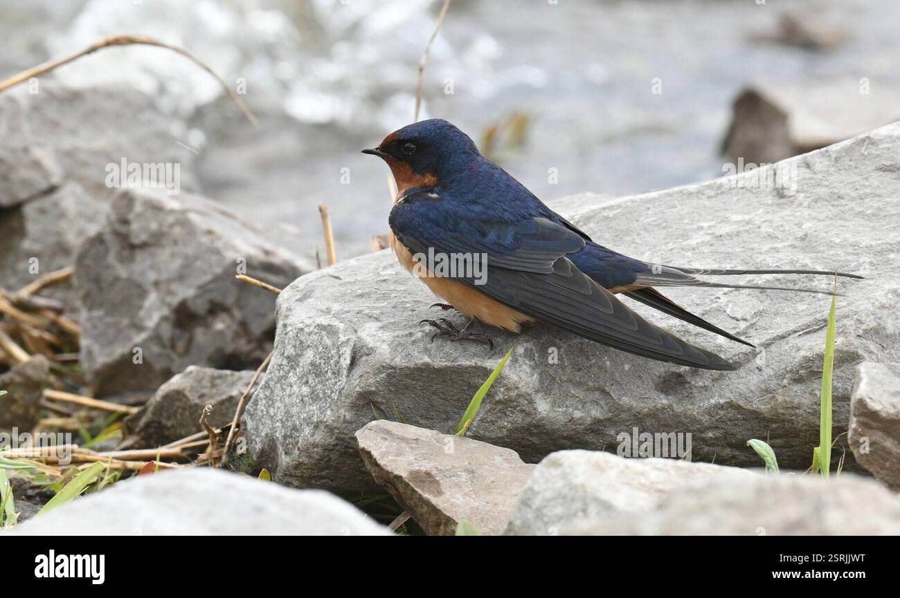 Barn Swallow (Hirundo rustica), Aves, Horseshoe Lake State Park Trail ...