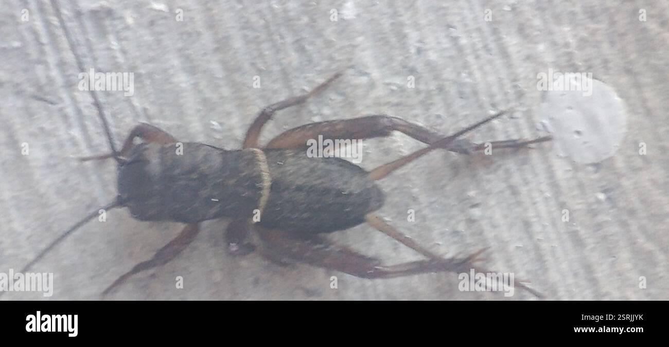 (Teleogryllus), Insecta, British Indian Ocean Territory Stock Photo - Alamy