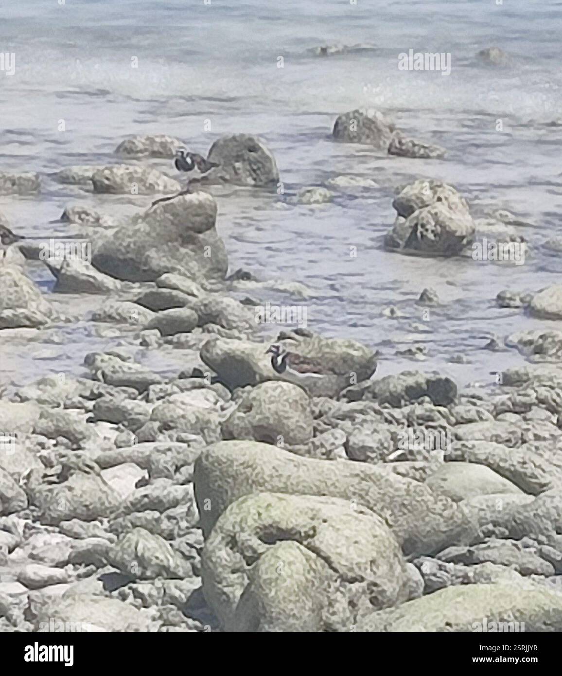 Ruddy Turnstone (Arenaria interpres), Aves, East Island Diego Garcia ...