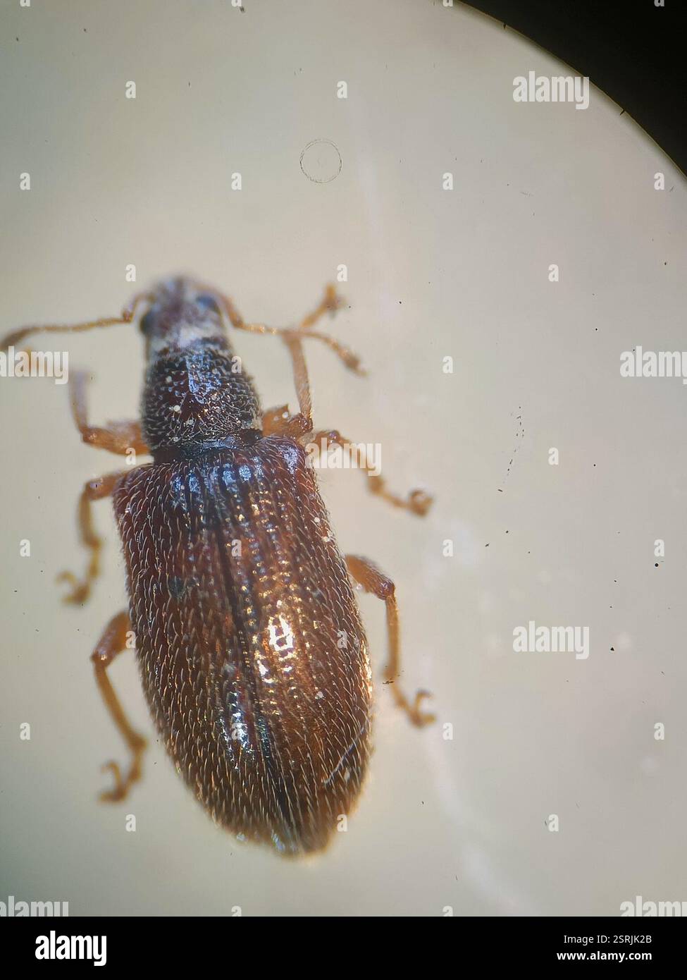 Brown Leaf Weevil (Phyllobius oblongus), Insecta, North Lanarkshire, UK ...