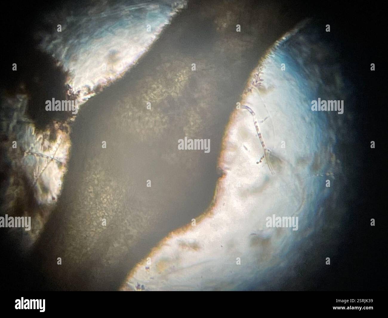 (Lemanea), Plantae, San Diego County, CA, USA Stock Photo - Alamy