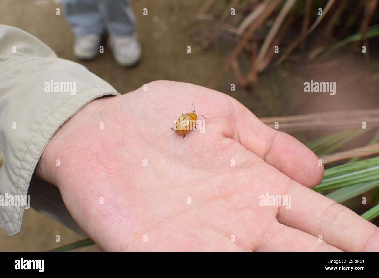 Oides hi-res stock photography and images - Alamy