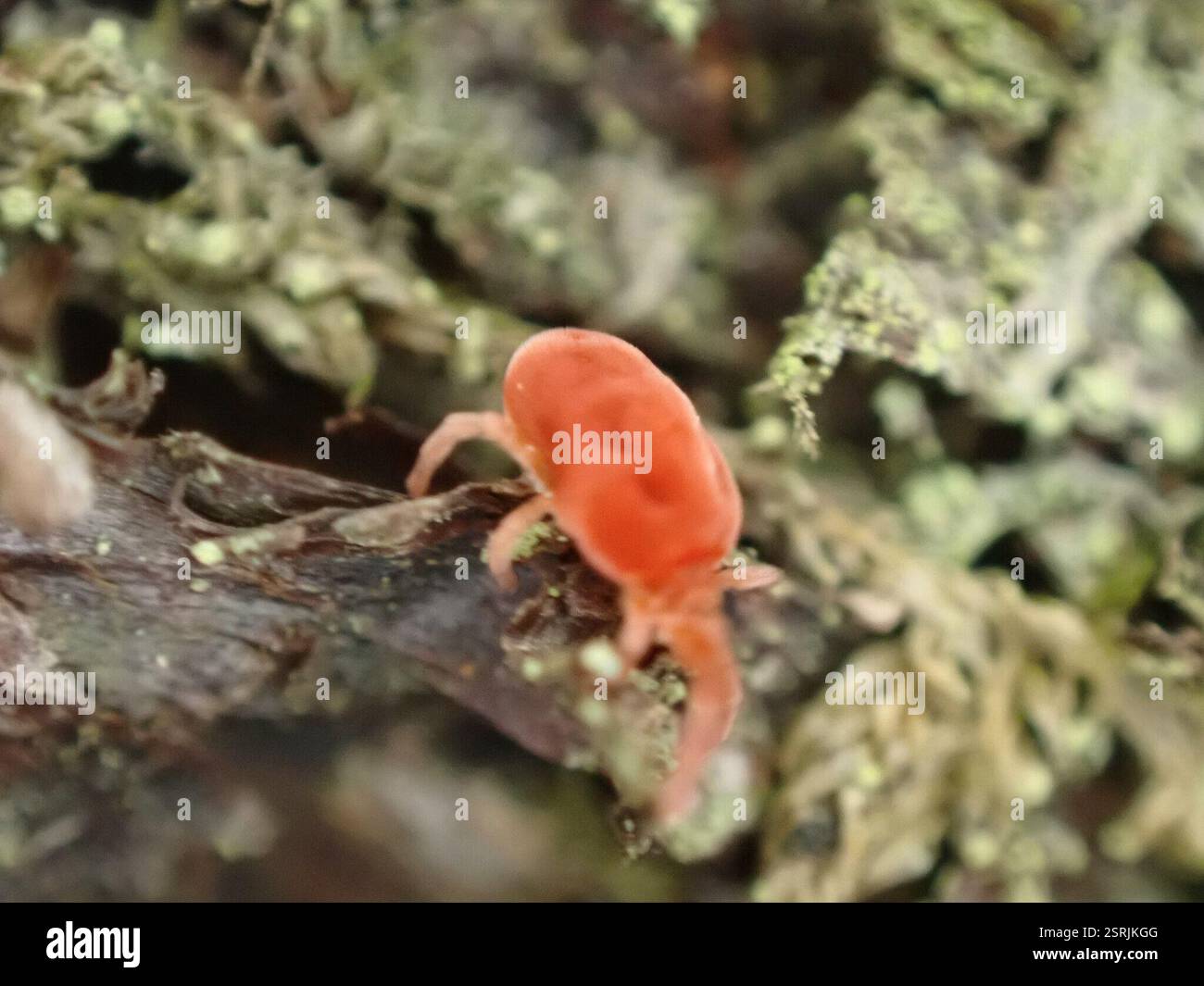 Sumo Mites (Allothrombium), Arachnida, Greater Vancouver, British ...
