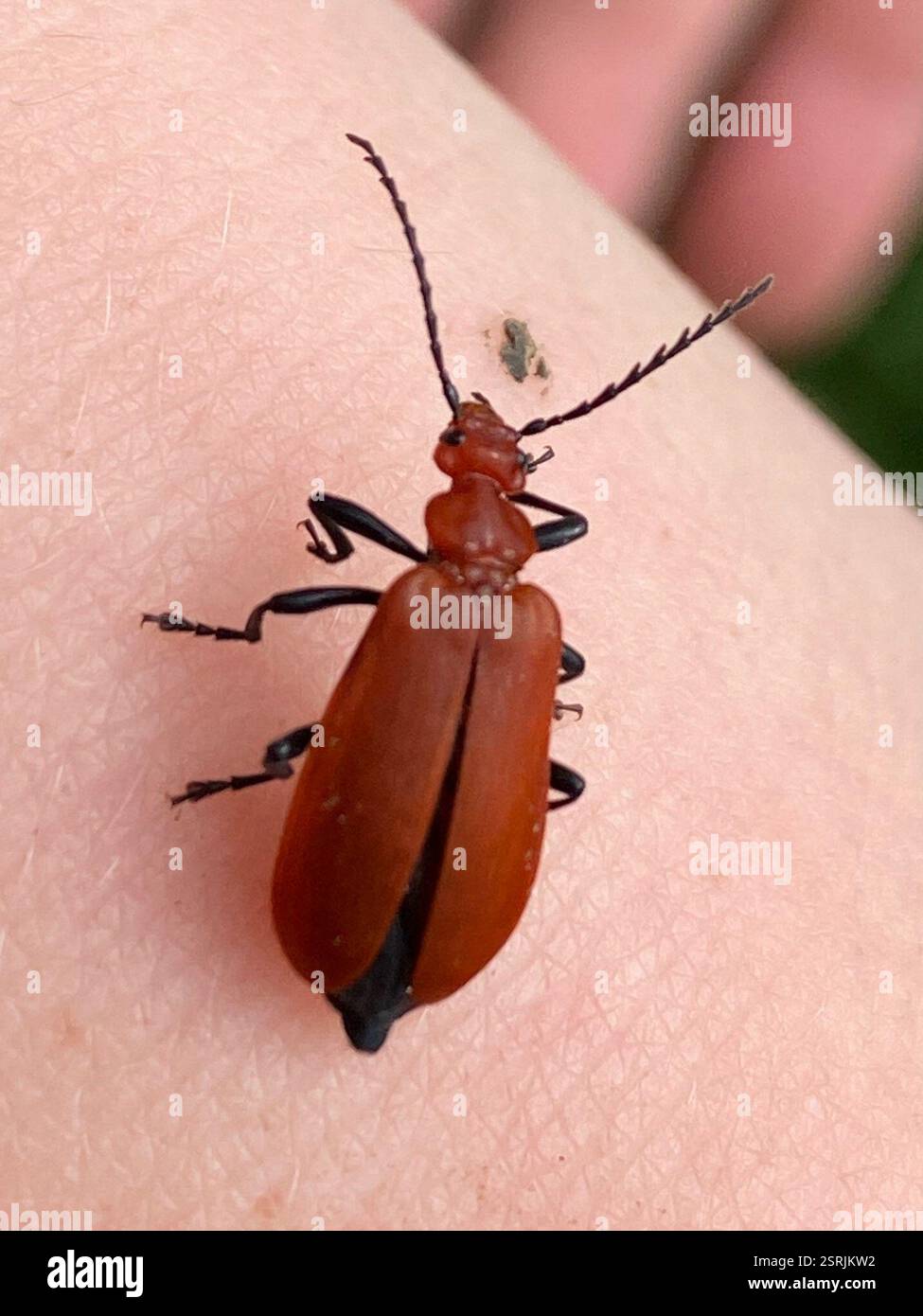 Common Cardinal Beetle (Pyrochroa serraticornis), Insecta, Frog Lane ...