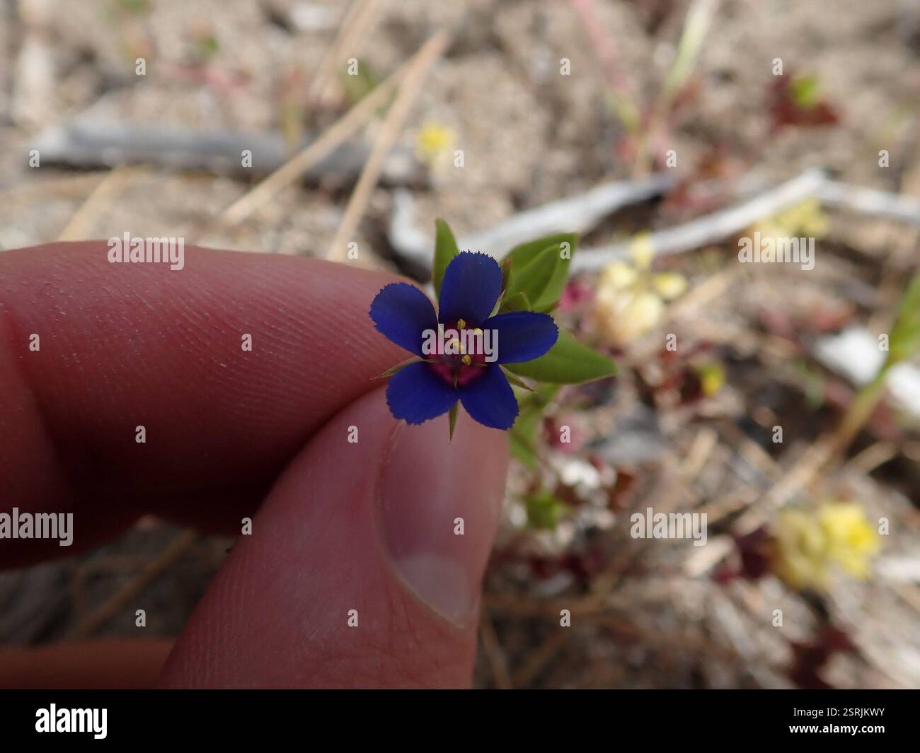 Foemina Blue Pimpernel (Lysimachia foemina), Plantae, İztuzu Plajı ...