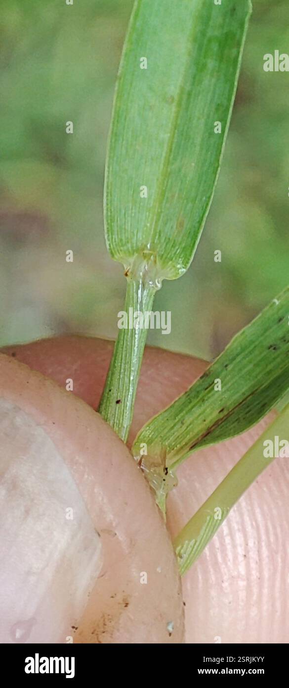 Hilograss (Paspalum conjugatum), Plantae, British Indian Ocean ...
