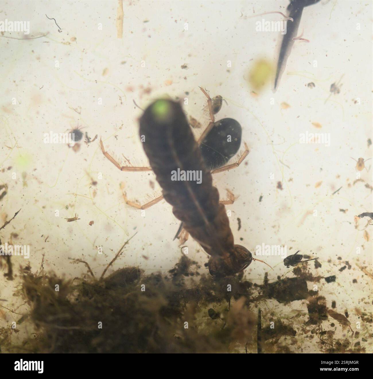 (Dytiscus), Insecta, Dumfries and Galloway, UK, Very large diving ...